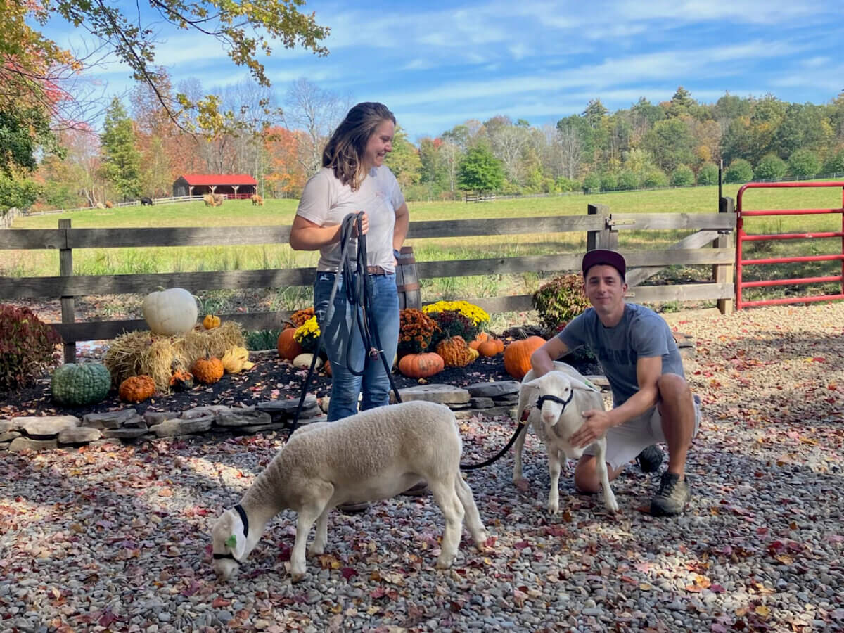 Sheep Walking | June Farms Cabins